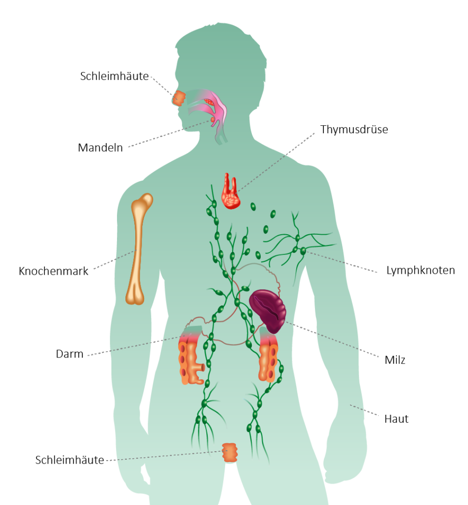 Gesundheitskompass: Herz-Kreislauf-System - alle Informationen von A-Z!